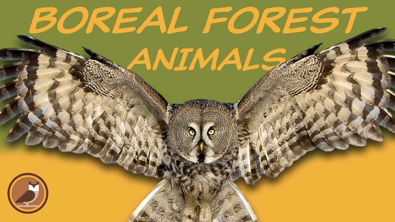 Animals of the Boreal Forest Biome 🌲 Wolf, Lynx, Moose, Hare, Owl...