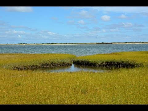 Salt Marshes