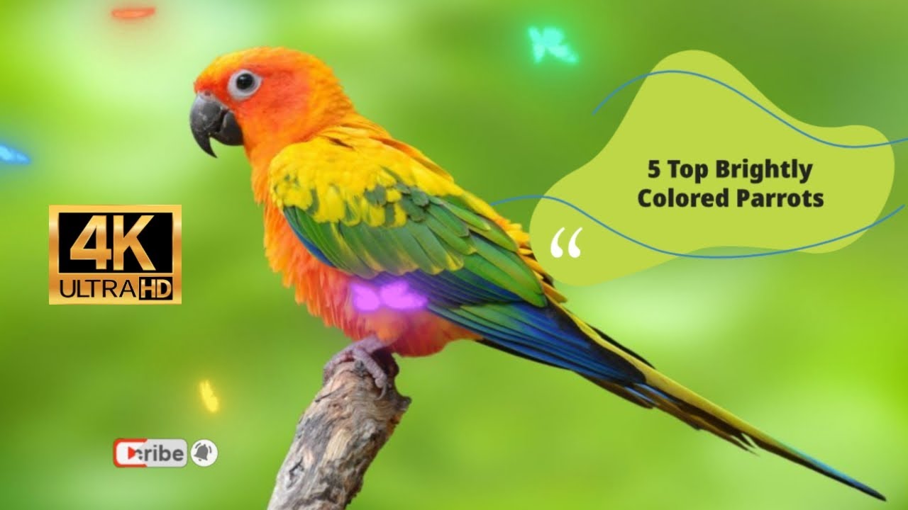5 Top Brightly Colored Parrots 4K