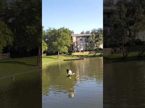 Female muscovie duck flying in slow motion.