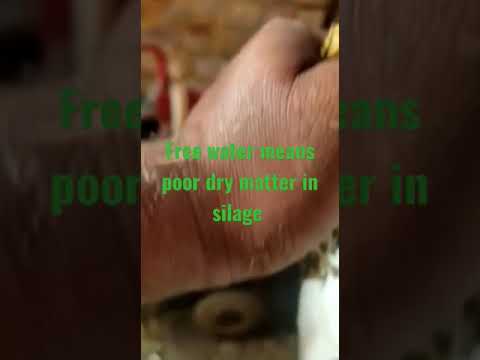 Dry matter in silage