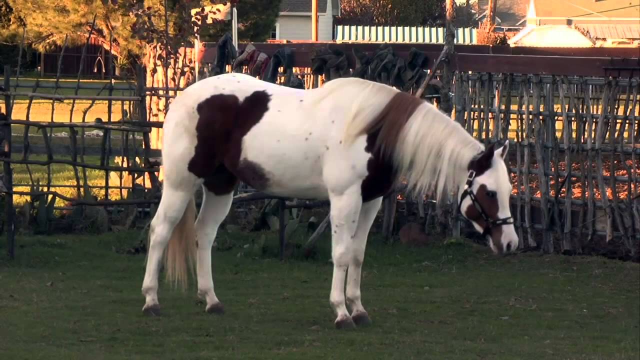 How to Select a Paint Horse