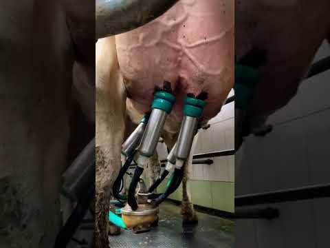 Milk production from start to finish #cows #farm #veterinary #milk