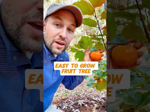 Persimmons, an Easy to Grow Fruit Tree #shorts #fruittrees #gardening #orchard #growyourownfood