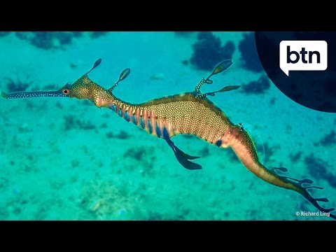 Weedy Seadragon - Behind the News
