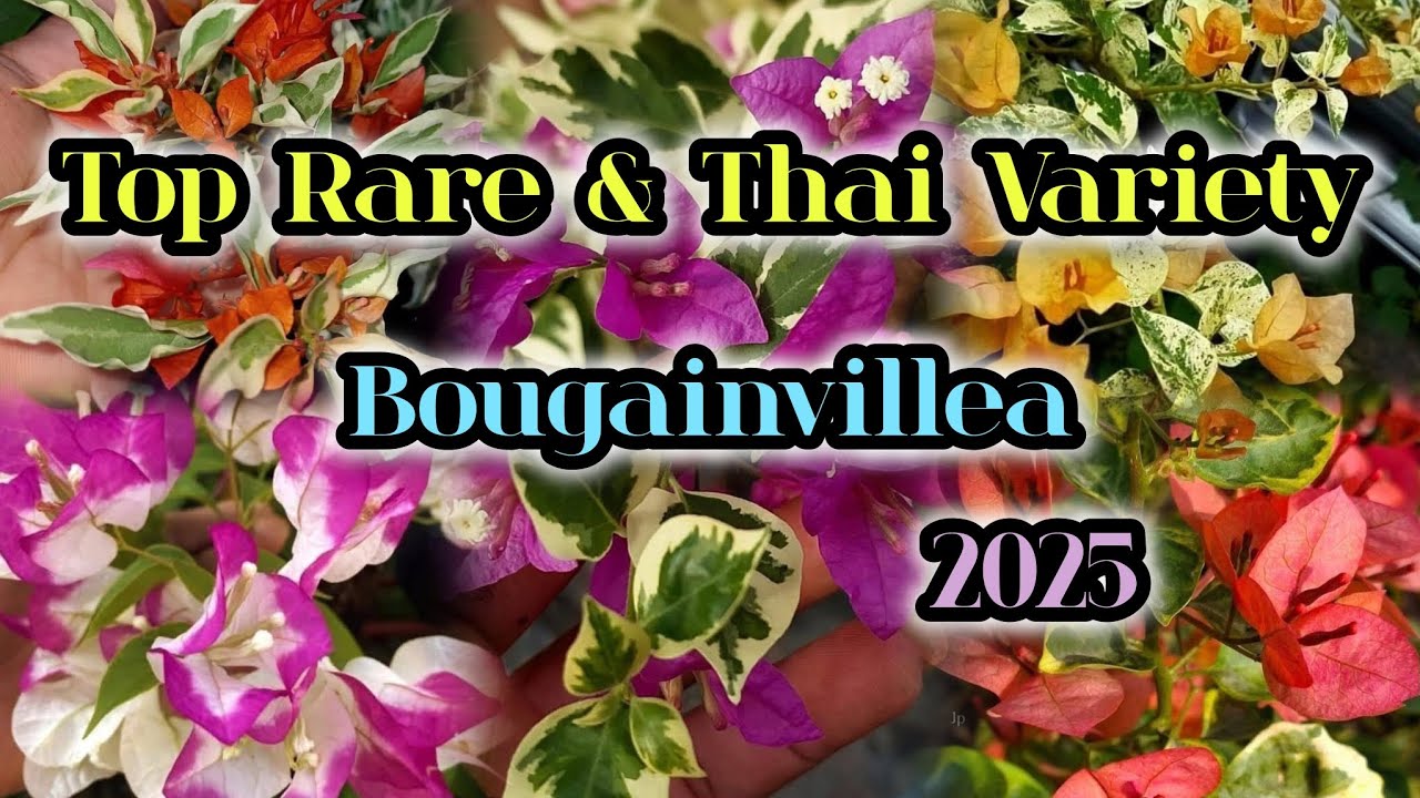Top quality Thai Variety Bougainvillea//Most rare variety Bougainvillea I'd