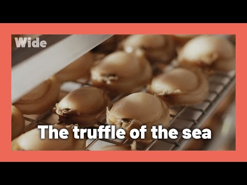 Abalone: one of the rarest seafood in the world I WIDE