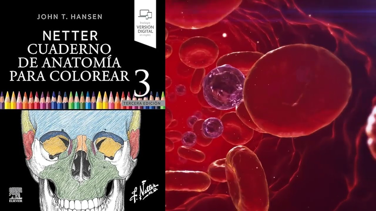 Netter. Cuaderno de anatomía para colorear 3ª edición