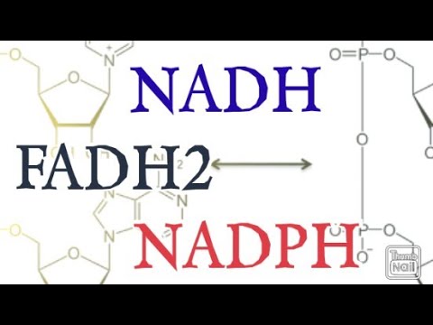 NADH, FADH2, NADPH / Biochemistry #nadh #fadh2 #nadph #nad #fad #nadp