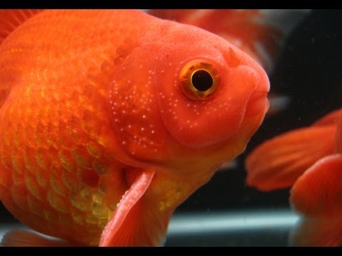 Goldfish Breeding Tubercles