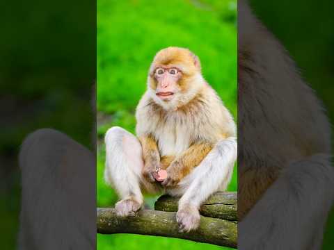 monkey cartoon #monkey #cartoon #shorts