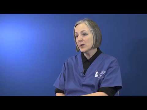 Common heart disease in cats (2/4) - Familial Idiopathic Cadiomyopathy