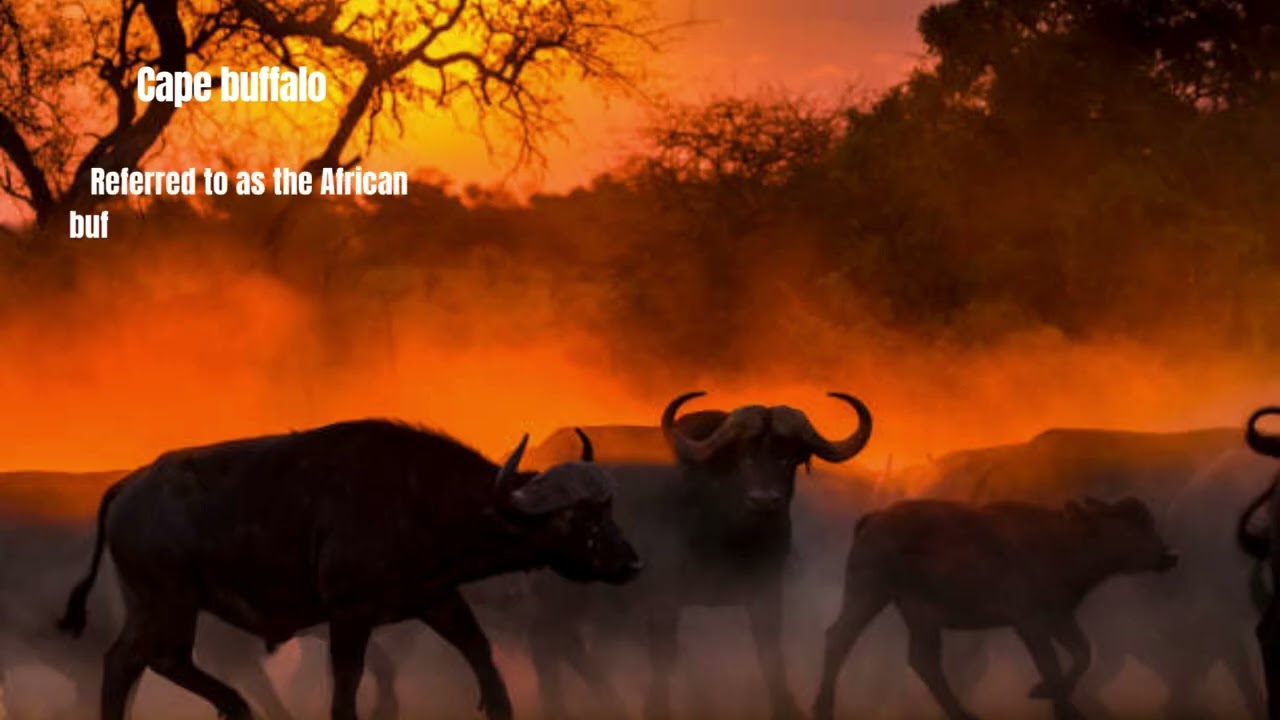 15 African Animals with Horns The Ultimate Guide