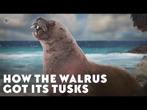Extinct walrus species discovery in California, USA | Dear Kitty. Some blog