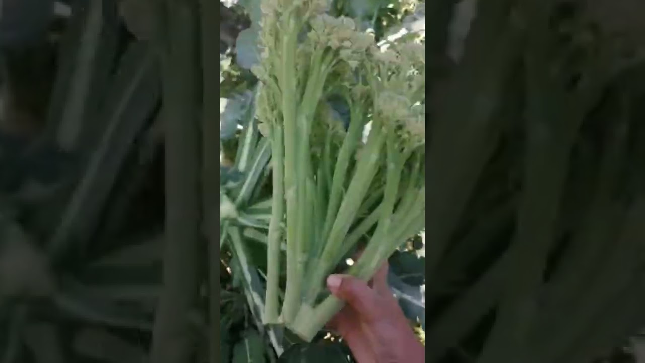 growing and harvesting broccoli at home #gardening #shorts