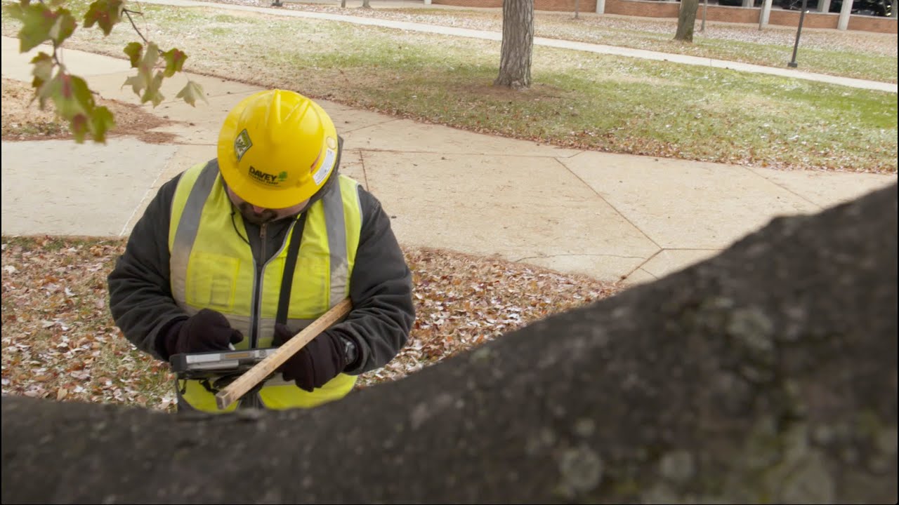 Urban Forestry Software Used for UMSL Tree Inventory & Analysis of Campus Trees