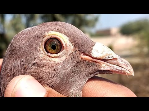 Awesome Eye Sign Of Racing Pigeon | Racing Pigeon 2022