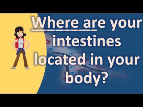 Where are your intestines located in your body ? |Health Forum