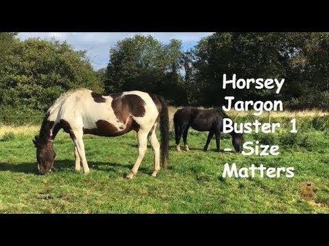 Horsey Jargon Buster.. What's the difference between horses and ponies : TV episode 210