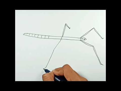 How to draw Stick Insect #shorts