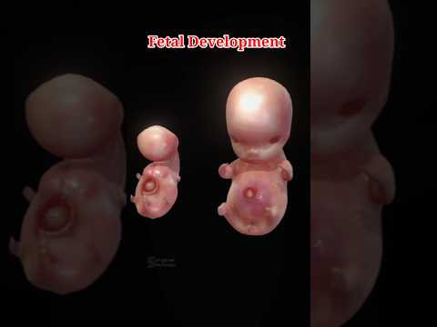 Fetal Development #fetaldevelopment #pregnancy #fetusdevelopment #fetus