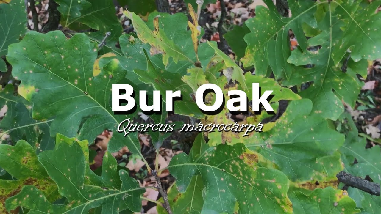 Urban Trees - Bur Oak