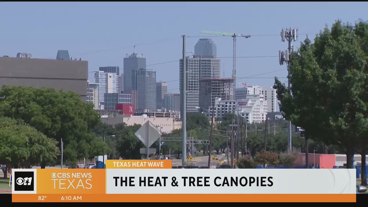 How trees can keep cities cool