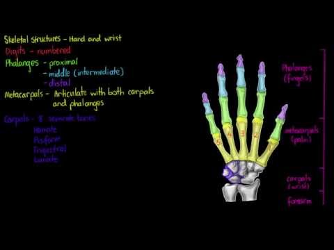 Skeletal Structures- Hand and Wrist