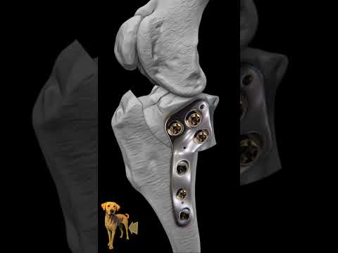 What is TPLO surgery?
