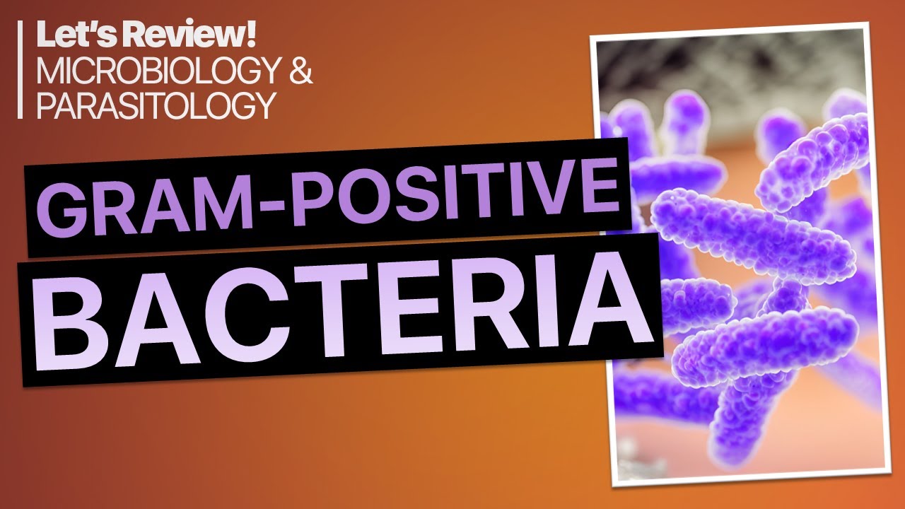 Gram Positive Bacteria (Quiz)
