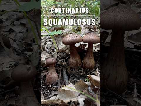 What Are These Mushrooms? #shorts