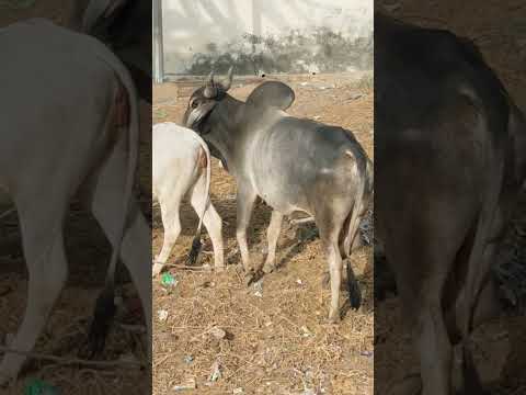 Bull Meeting - Bull Meeting with Cow #viral #viralvideo #usa #bull #bullcow #animals