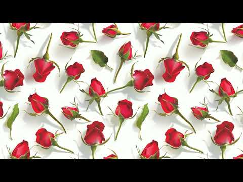 Cyclic seamless repeating pattern of red roses on a white background.