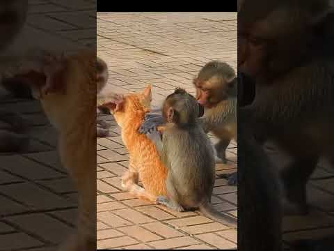 Monkey ???? vs Cat ????