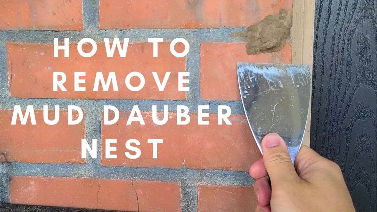 Removing Mud Dauber Wasp Nest