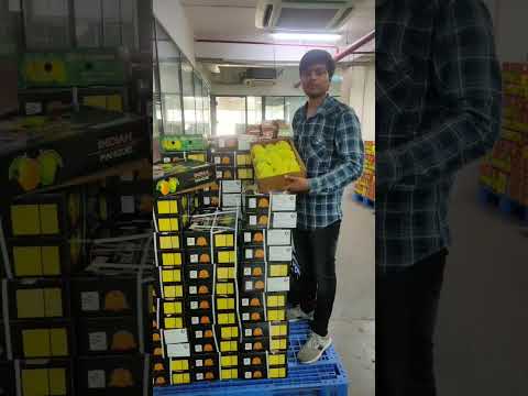 KESAR MANGOS FROM GUJRAT ,INDIA 🥭 HAND PICKED ----- SORTED ------- PACKED --------- Exported