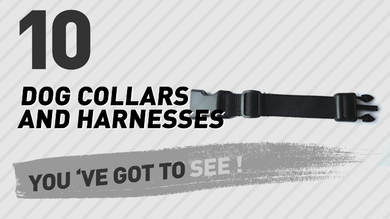 Dog Collars And Harnesses // Top 10 Most Popular
