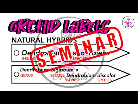 🎤What's in a name? Orchid Names / Labels Deep Dive | WHO IS your orchid? #ninjaorchids