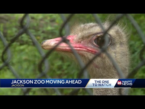 Jackson zoo moving forward with reopening