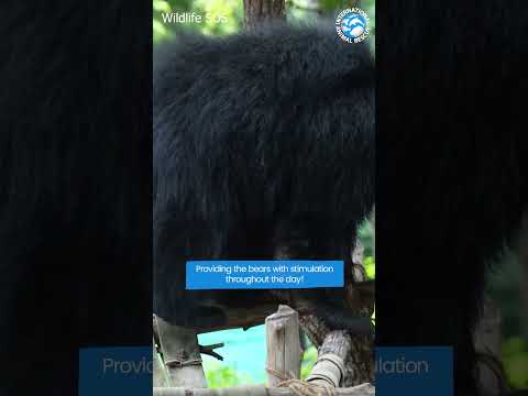 Sloth Bears LOVE Hammocks! #animals #wildlife #bears #slothbear