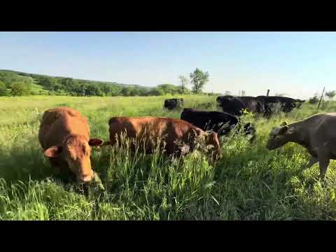 Dexter Cattle Better Than Goats? | Small Herd Clearing Over Grown Pasture