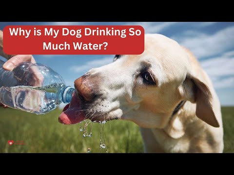 Why is My Dog Drinking So Much Water? #pets #animals