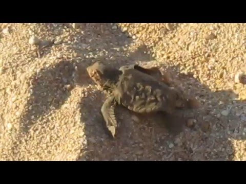 Caretta caretta hatchlings at Skala Kefalonia