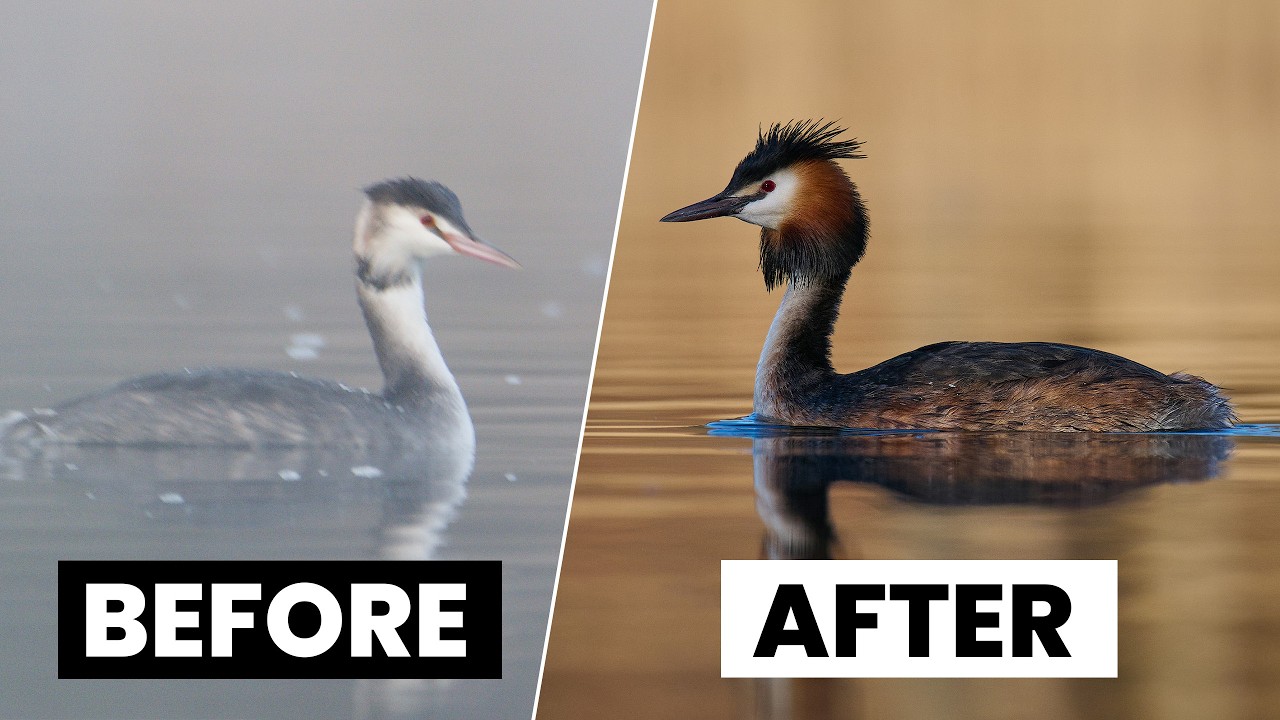 Camera Settings for Bird Photography - The Complete Guide with Peter Dam