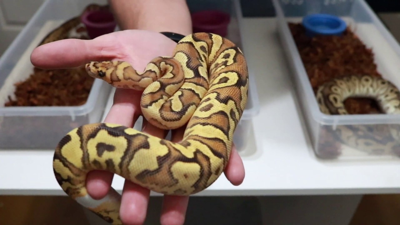 Three Baby Clowns! Ball Pythons!