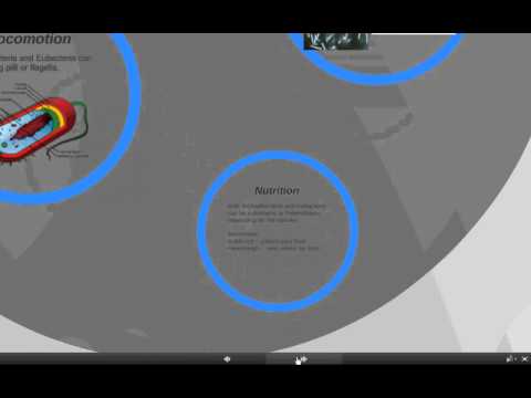 Kingdoms Archaea and Eubacteria