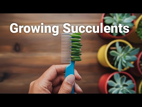 How to Grow Succulent Cuttings in Water
