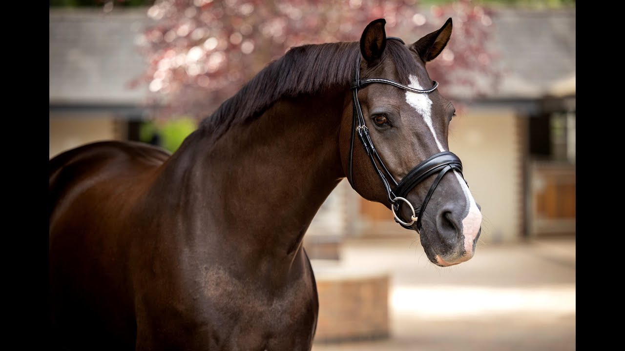 LeMieux Bridles with Valegro!