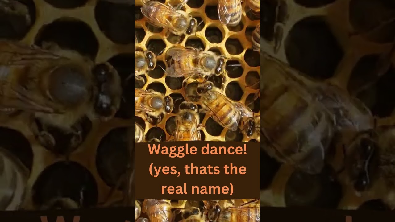 Honeybee Waggle Dance!