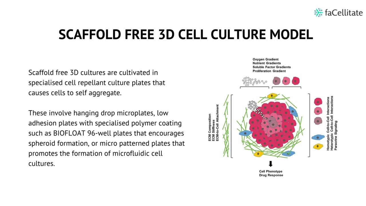 SCAFFOLD FREE 3D CELL CULTURE MODEL | High-throughput screening